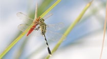Slayers Gorgeous: The marvel that is a dragonfly | Lifestyle News - The ...