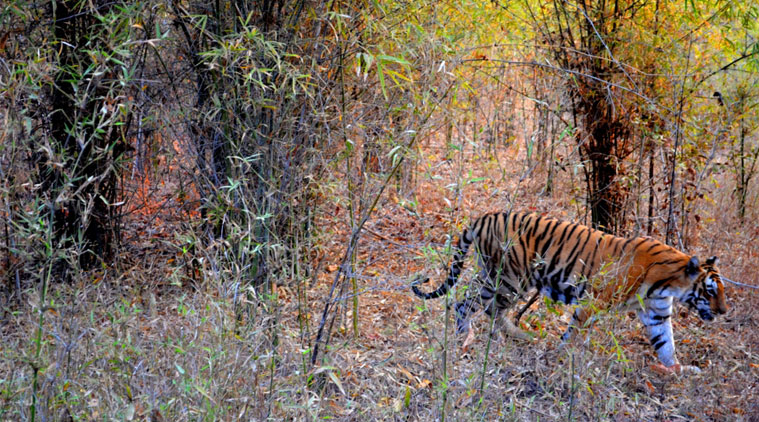 In nature’s lap: A glimpse at Kanha National Park | Destination-of-the ...