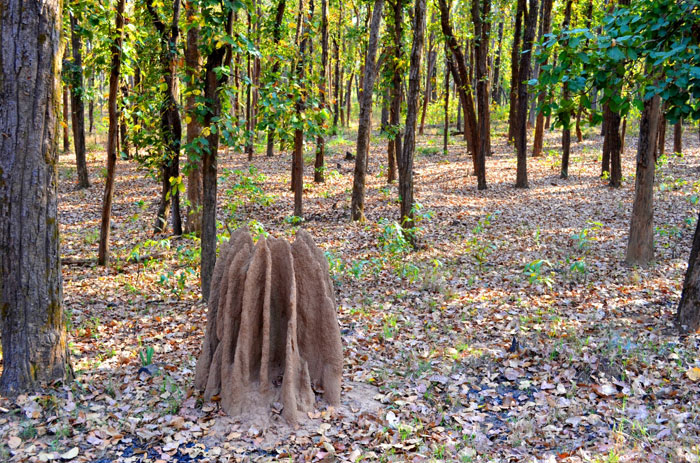 In nature’s lap: A glimpse at Kanha National Park | Destination-of-the ...