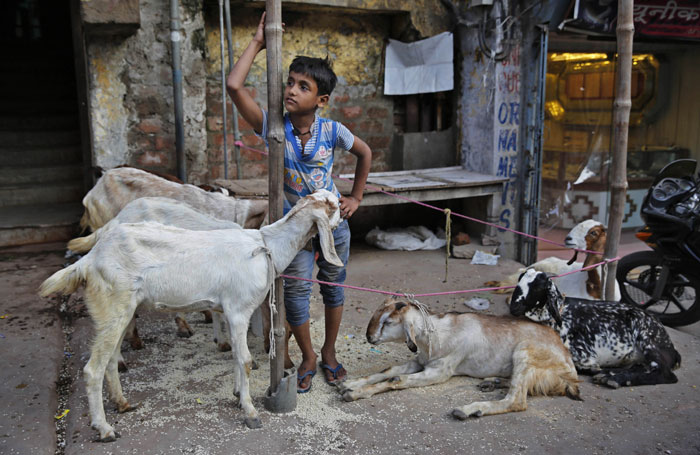 Why do Muslims sacrifice animals on Eid-al-Adha or Baqreid | Art-and ...