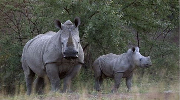 Seventh case of rhino poaching in North Bengal wildlife sanctuary ...