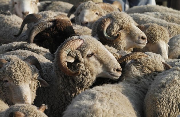 Muslims celebrate Eid across the world | Picture Gallery Others News ...