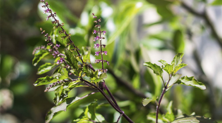 Ten health benefits of Tulsi, the magical herb | Health News - The ...