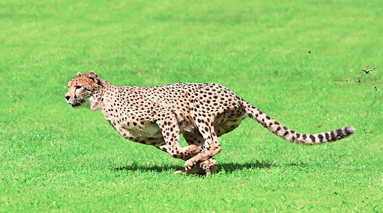 What would be the animal qualities humans would like to have ...