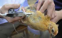 Culling of birds begins in Kerala as avian influenza spreads | India ...