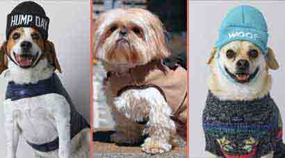 Pet Fashion: Dogs in designer wear is the latest fad | Lifestyle ...