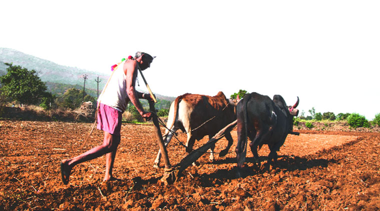 Only 40 per cent of rural households dependent on farming as main ...