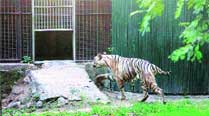 Animals at Delhi zoo get a warm treatment | Cities News - The Indian ...