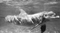 Counting dolphins in the Ganga | India News - The Indian Express
