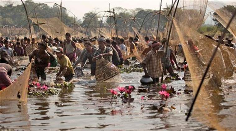 Groups sore over Assam bid to ban buffalo-fight, bulbul-fight on ...