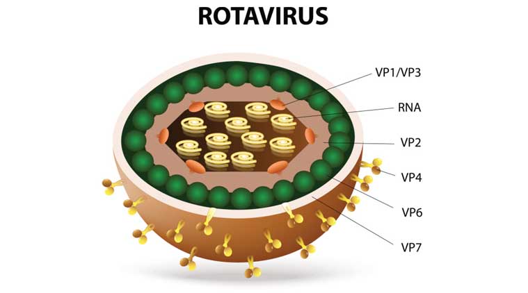 How rotavirus causes infection in kids