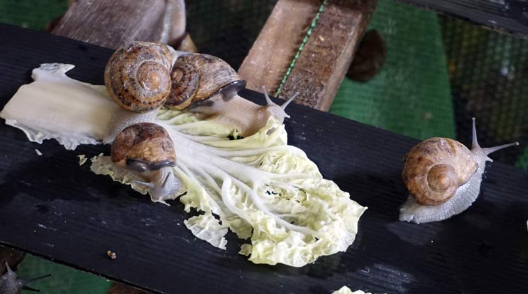 Snails slither into spa scene in Thailand and around the world | World ...