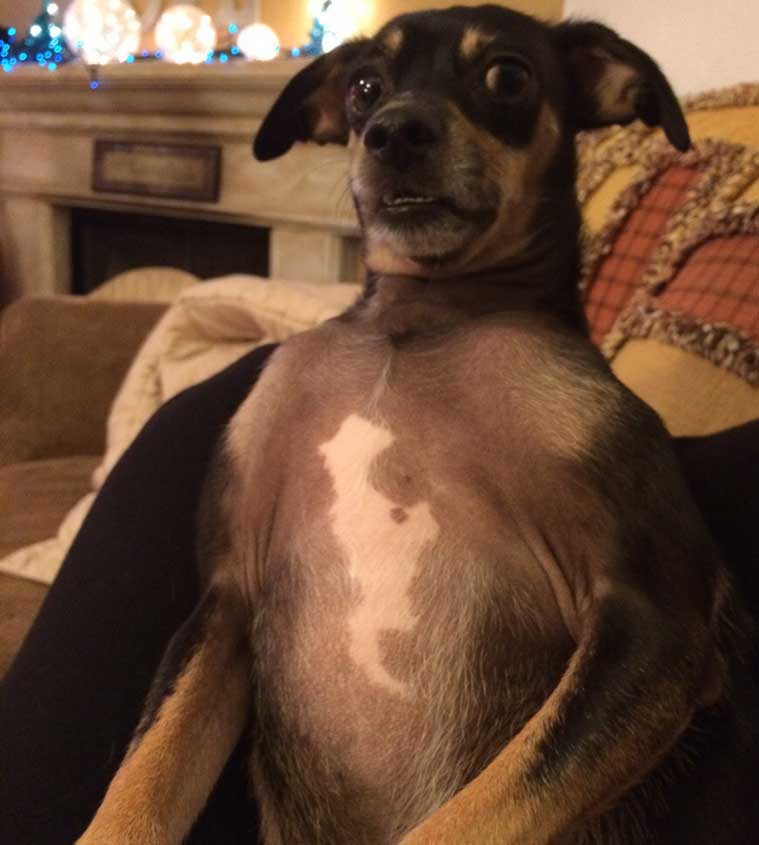 They are cute, they are funny, they are man’s best friends | Lifestyle ...