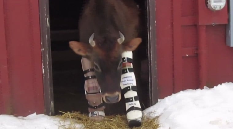 Fawn, the cow tries on her prosthetic limbs | Good News News - The ...