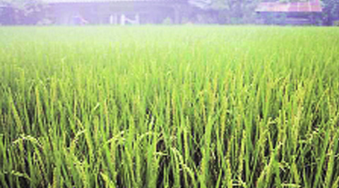 Growing ‘Safe’ Paddy: Punjab’s crop diversification comes a cropper ...