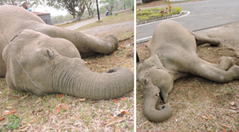 Elephant electrocuted in Guwahati cantonment | India News - The Indian ...