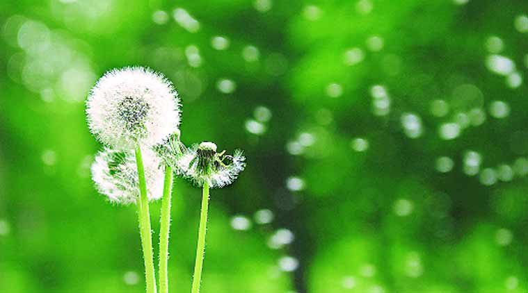 Blowin’ in the Wind: Plants ensure their progeny travels far and wide ...