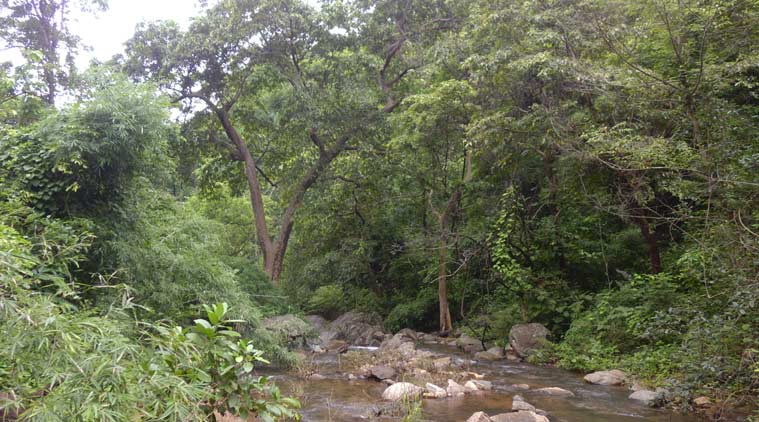 Mangrove Cell begins survey of 15 locations in Mumbai to restore ...