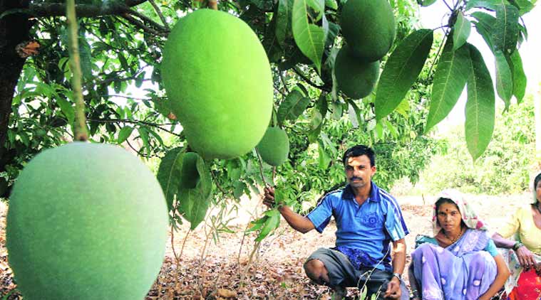 Now, growers plan to increase export of mangoes to the US | Mumbai News ...