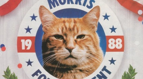 Video: Meet the cat that ran for US President | Good News News - The ...