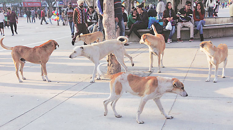 Over 1.89 lakh stray dogs in South Delhi, sterilisation begins at ...