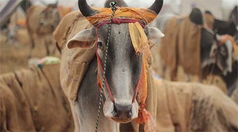Cow becomes national animal of Nepal | World News - The Indian Express