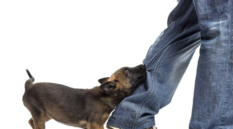 Why do dogs bite and how to prevent it | Life-style News - The Indian ...