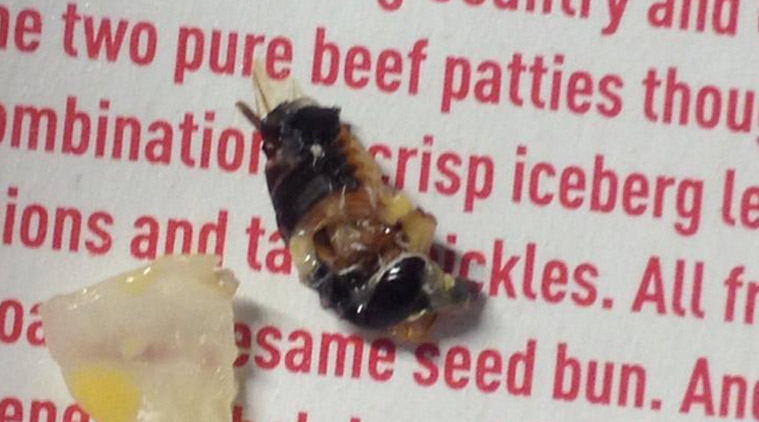 McDonald’s faces ‘cockroach burger’ claim in New Zealand | Trending ...
