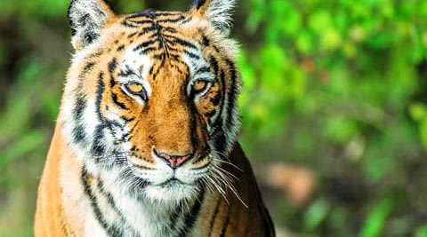 Tiger mauls to death forest guard at Ranthambore National Park | India ...