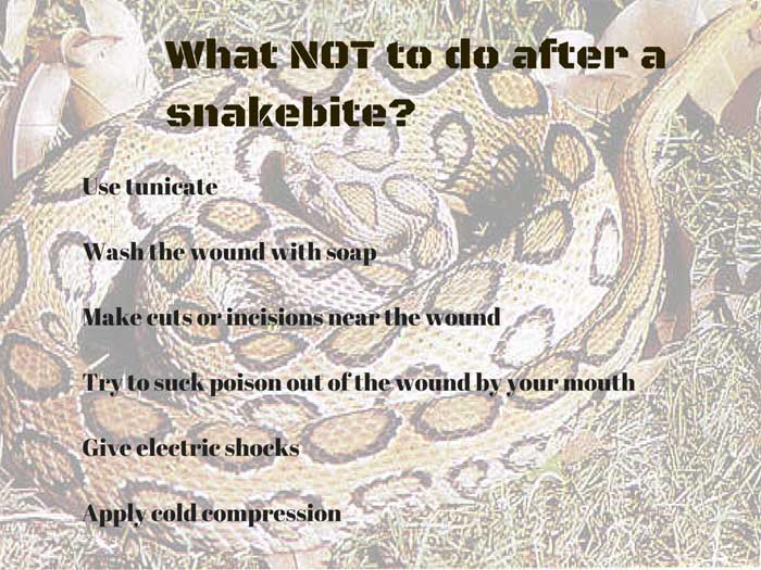 What to do after a snakebite? Dos, don’ts and everything you want to ...