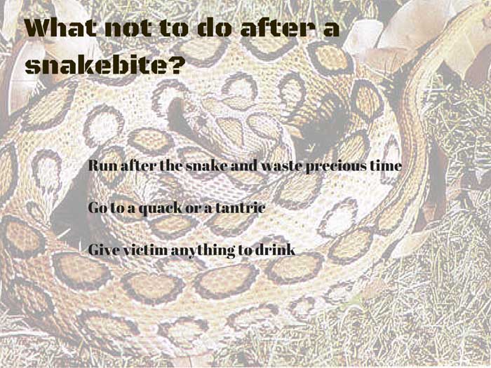 What to do after a snakebite? Dos, don’ts and everything you want to ...