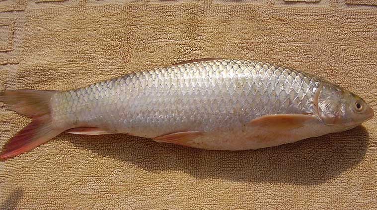 Preserving India’s ‘gold fish’ Mahseer, one of the 20 mega fishes of ...