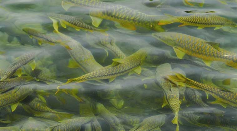 Preserving India’s ‘gold fish’ Mahseer, one of the 20 mega fishes of ...
