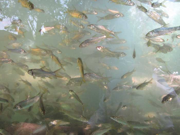 Preserving India’s ‘gold fish’ Mahseer, one of the 20 mega fishes of ...