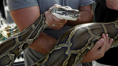 Eight-foot long python halts work at Gangajal water project in Agra ...