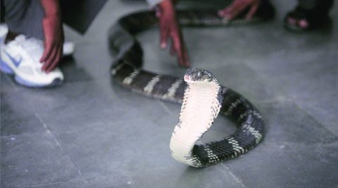 What to do after a snakebite? Dos, don’ts and everything you want to ...