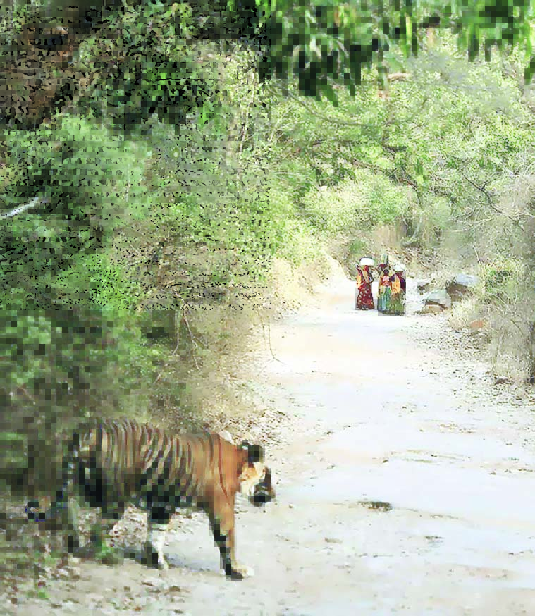 Big Picture: The debate on Ranthambore’s ‘man-eater’ Ustad aka T24 ...