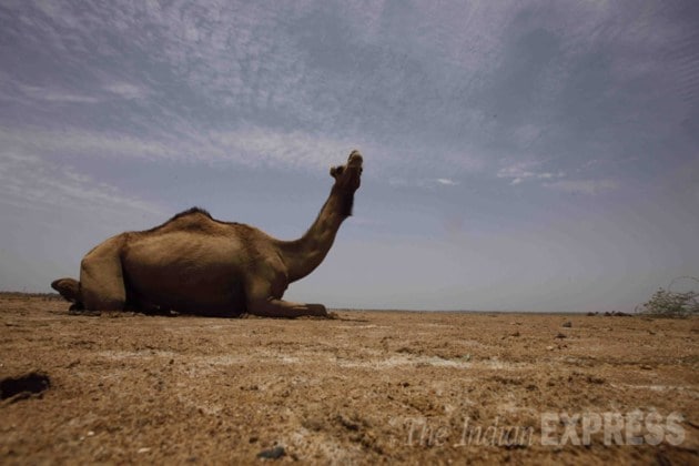 Hamirsar in Bhuj: Once there was a lake | Picture Gallery Others News ...