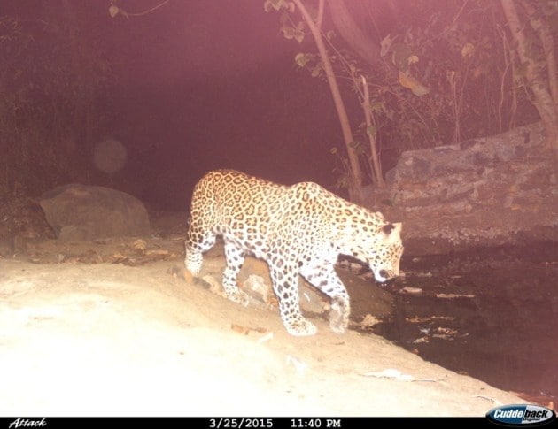 Leopards roam Mumbai’s western suburbs | Picture Gallery Others News ...