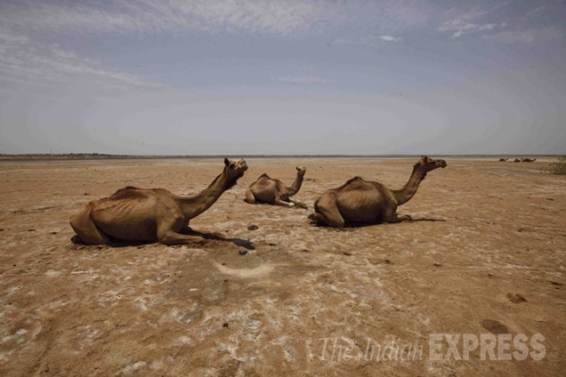 Hamirsar in Bhuj: Once there was a lake | Picture Gallery Others News ...
