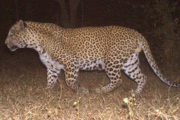 Leopards roam Mumbai’s western suburbs | Picture Gallery Others News ...