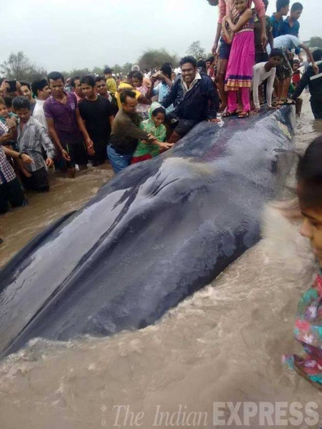 Blue Whale washed ashore, dies on Mumbai beach | Picture Gallery Others ...