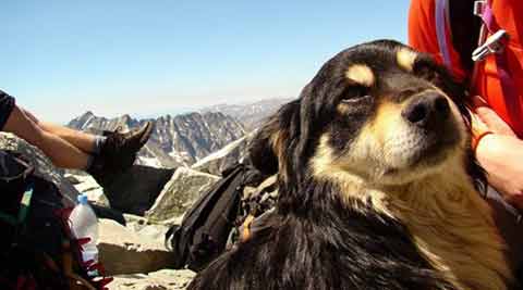 Abandoned dog finds new friends, new life after being rescued from ...