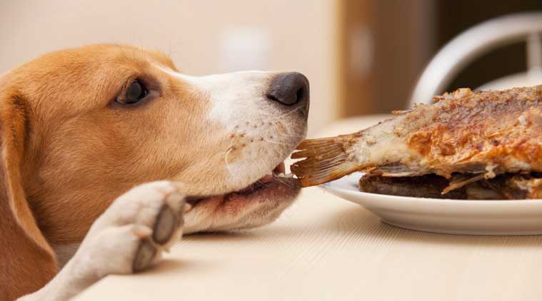Are you killing your pets by overfeeding them? | Life-style News - The ...