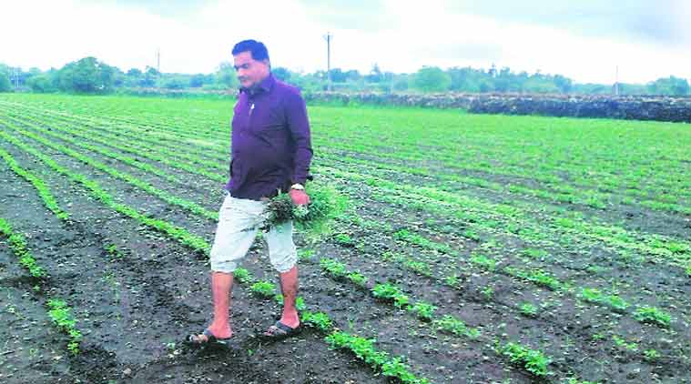 Bhagatsinh Zankat Junagadh district, Gujarat: Here, it’s back to ...