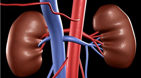 AIIMS doctor gets clean chit in ‘missing kidney’ | Delhi News - The ...