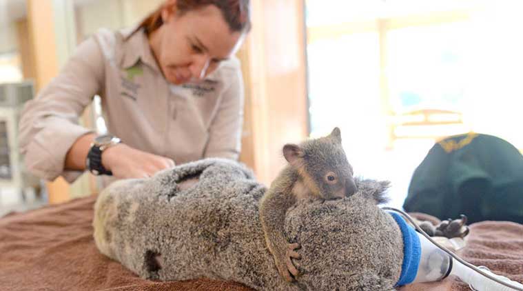 Unmatched love: Baby koala clinged on to his mother throughout her ...