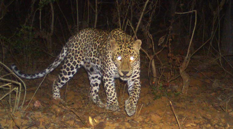 Maharashtra: Sanjay Gandhi National Park signs pact with wildlife body ...