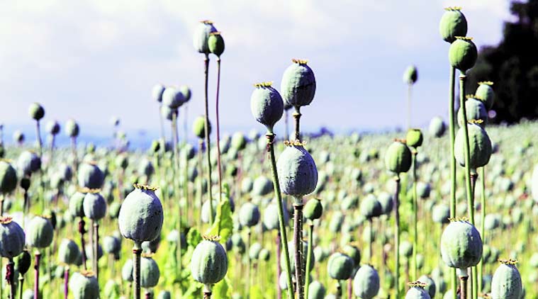Tech lag: India’s opium finds few takers | Business News,The Indian Express