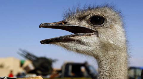 Beware of a big, aggressive bird, UK police tell locals | World News ...